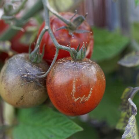 Why Are My Tomatoes Bitter – With Tips To Produce Better Flavor!