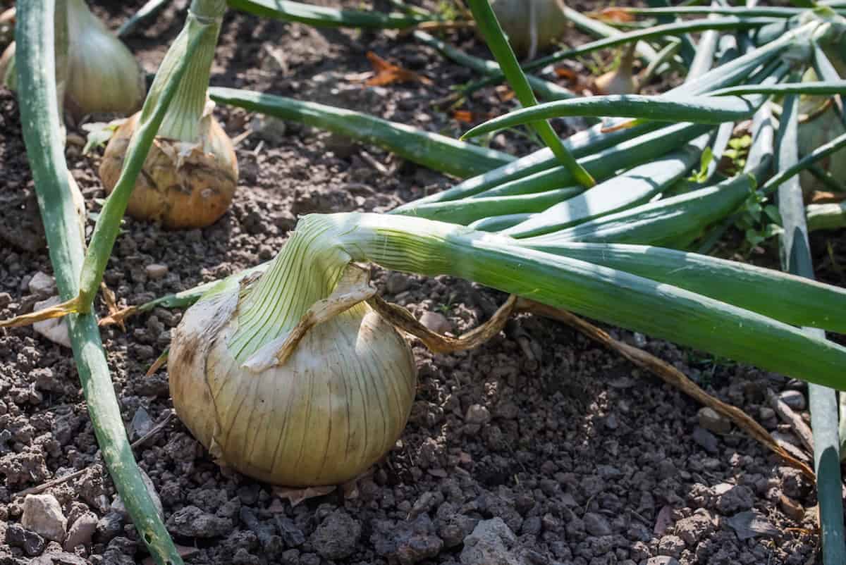 Why Do Onions Split When Growing – Plus Tips To Prevent It!
