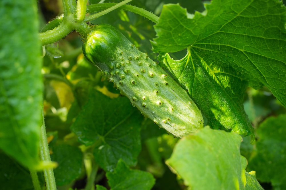 Why Do Cucumbers Have Thick Skin
