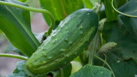 Are Watermelons And Cucumbers Related