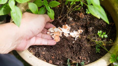 Calcium For Tomatoes – 8 Ways To Add It To Your Plants!