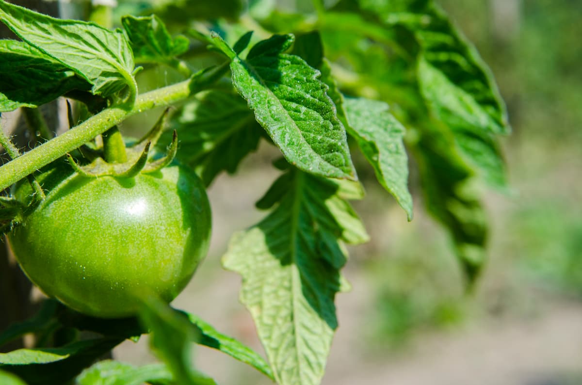 Tomato Branches Growing Downward – Is It Normal?