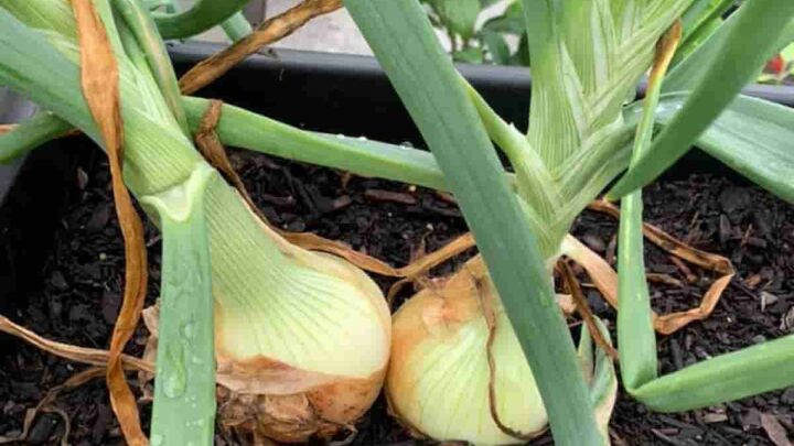 Why Do Onions Split When Growing – Plus Tips To Prevent It!