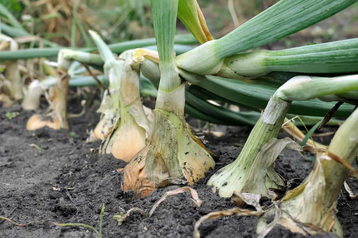 Why Do Onions Split When Growing – Plus Tips To Prevent It!