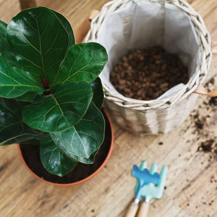 How To Repot A Fiddle Leaf Fig With Root Rot