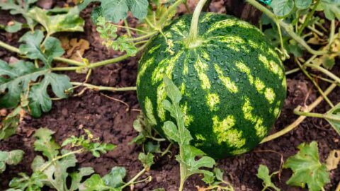 Are Watermelons And Cucumbers Related