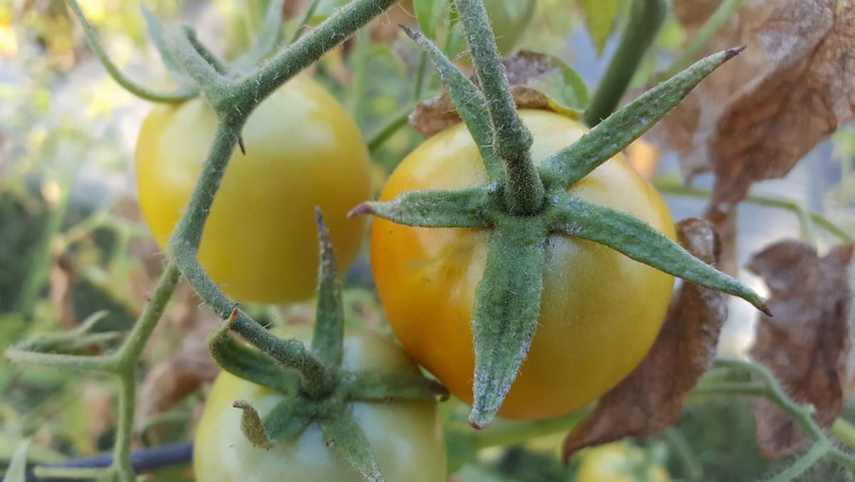 What Temperature Kills Tomato Plants – What You Should Know!