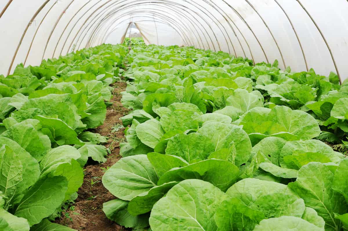 Can You Grow Cabbage In A Polytunnel