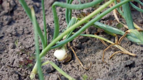 Why Are My Onions Curling – Common Causes & Fixes