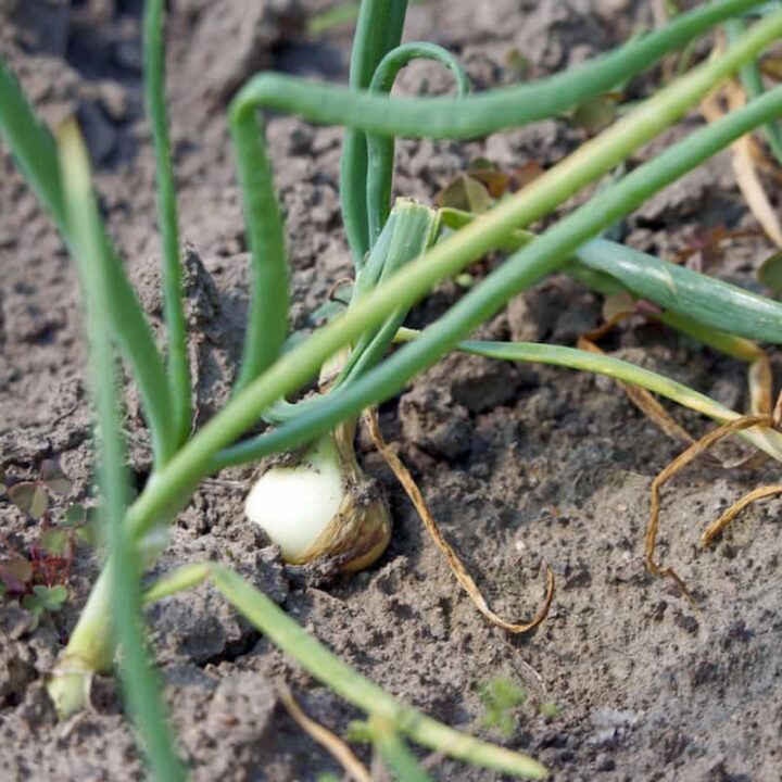 Why Are My Onions Curling – Common Causes & Fixes