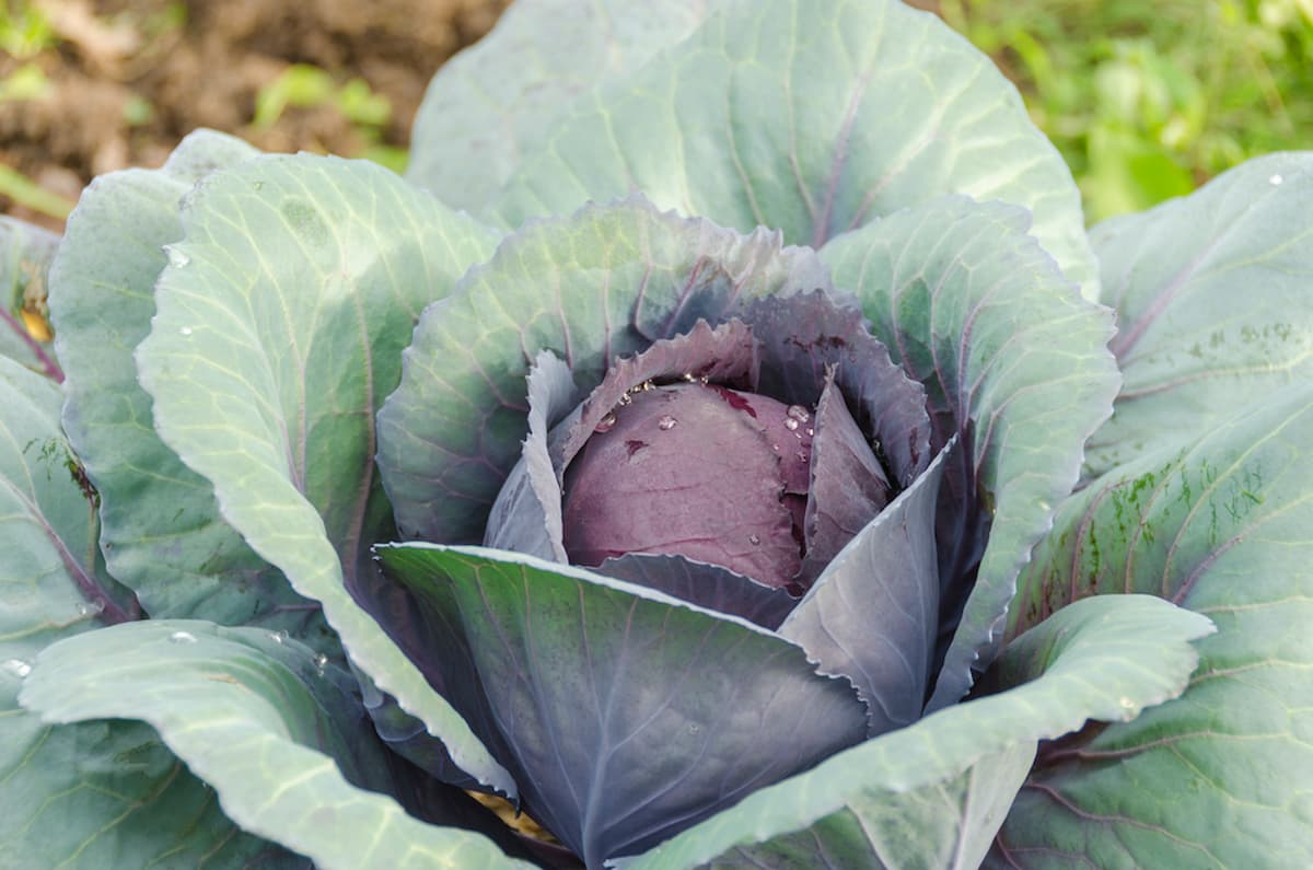 Why Is My Cabbage Purple