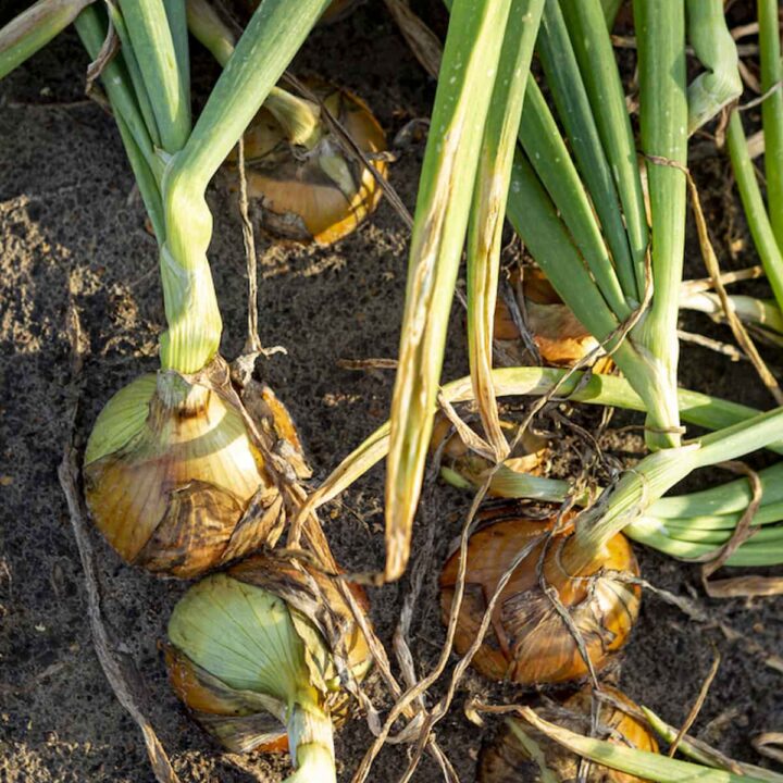 Why Are My Onions Hollow – Here’s What Causes This Weird Trait!