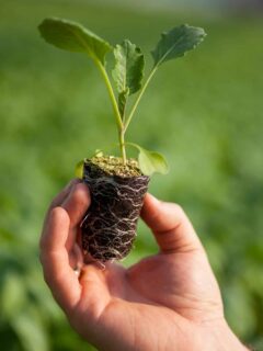 Do Plant Roots Grow Back – Here’s How It Works
