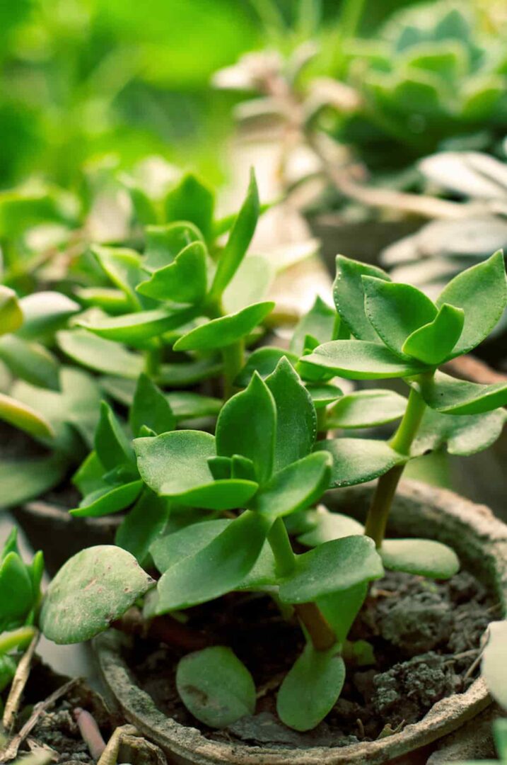 Can Succulent Leaves Heal